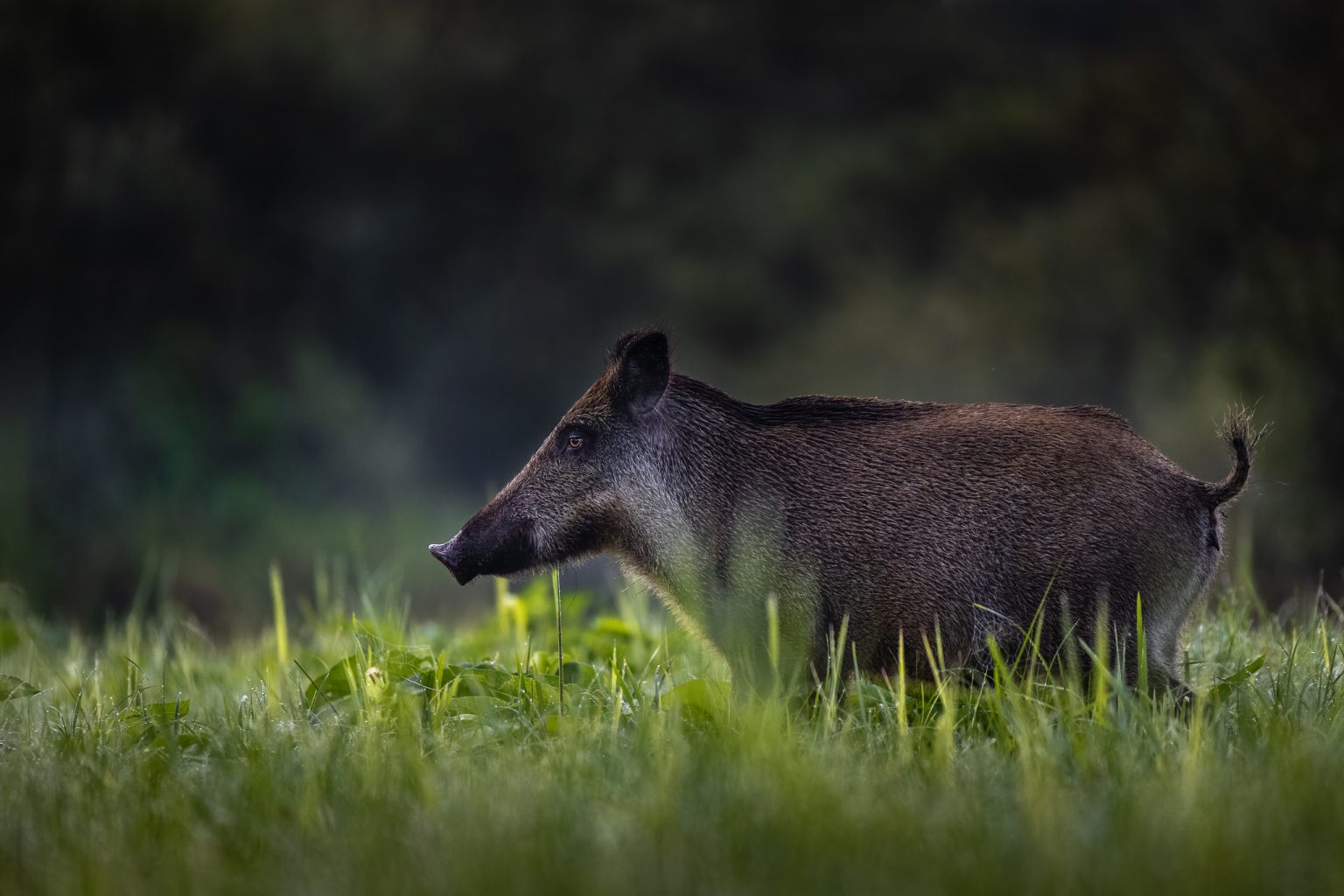 Dzik euroazjatycki – TomaszPrzyroda
